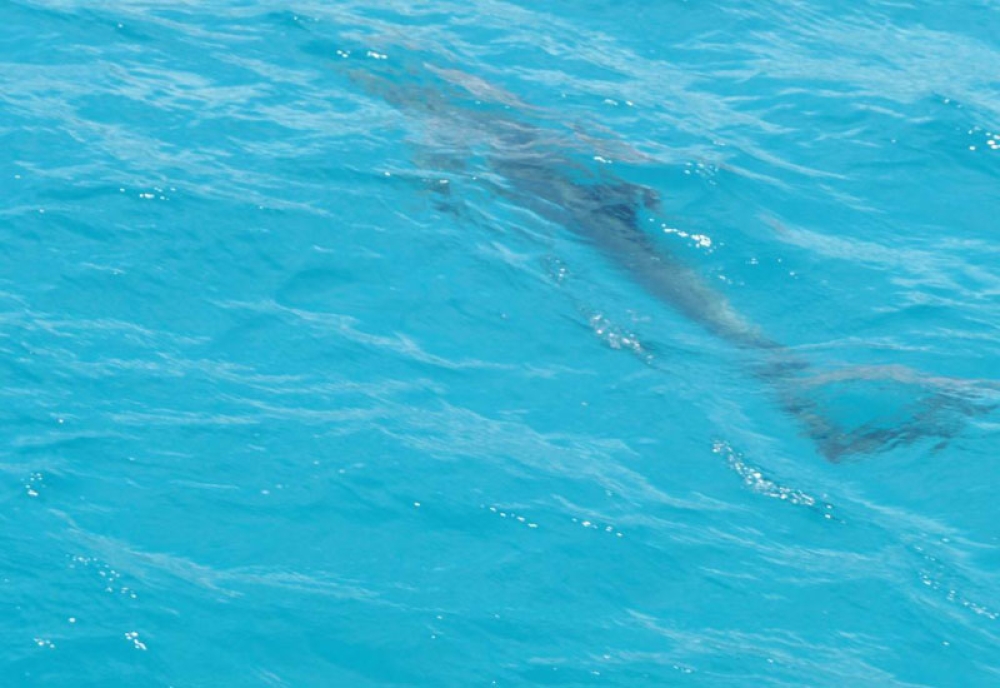 Creta Semi Submarine, Boat Tour with Nautilus in Agios Nikolaos